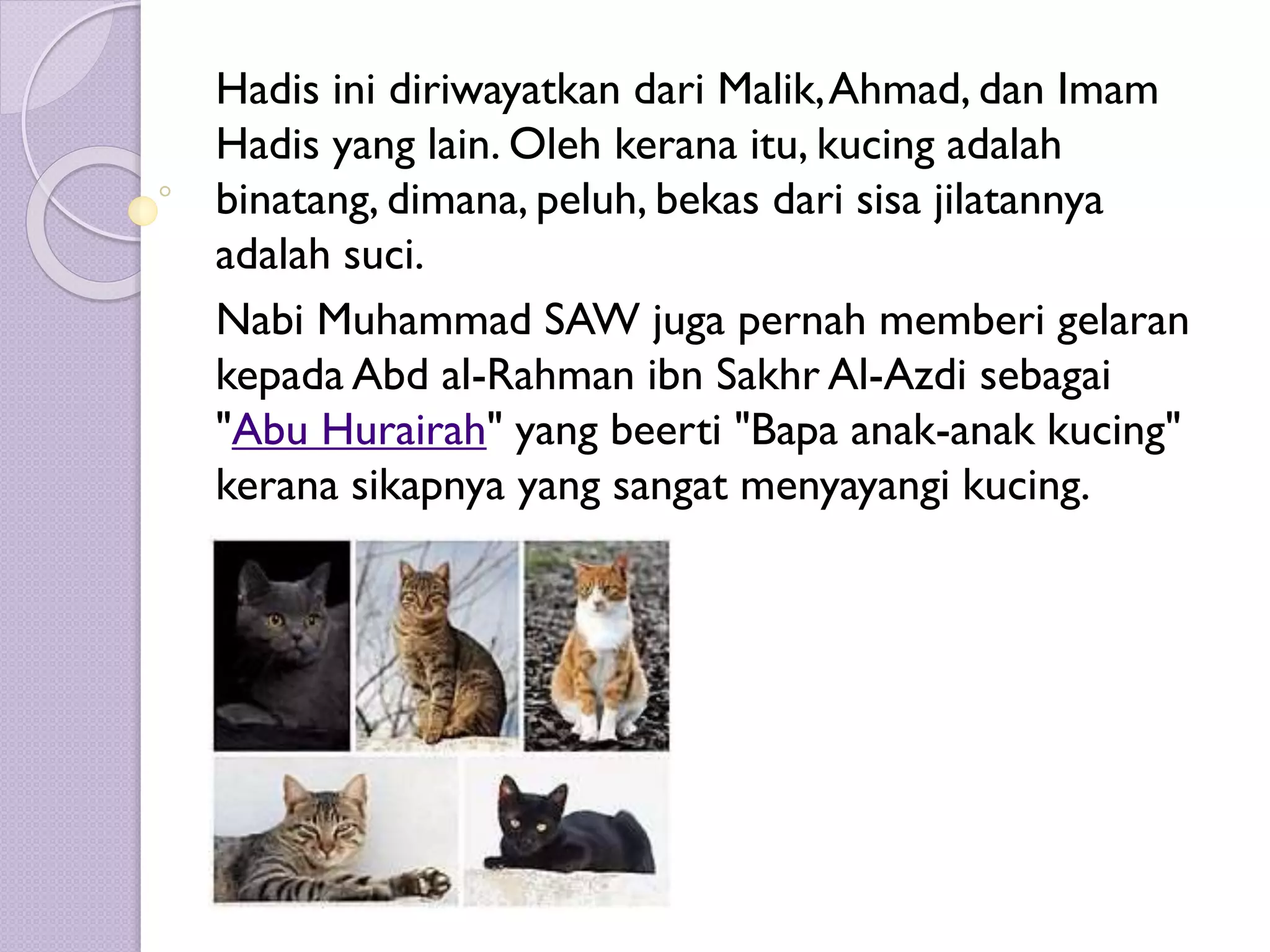 Kucing | PPTX
