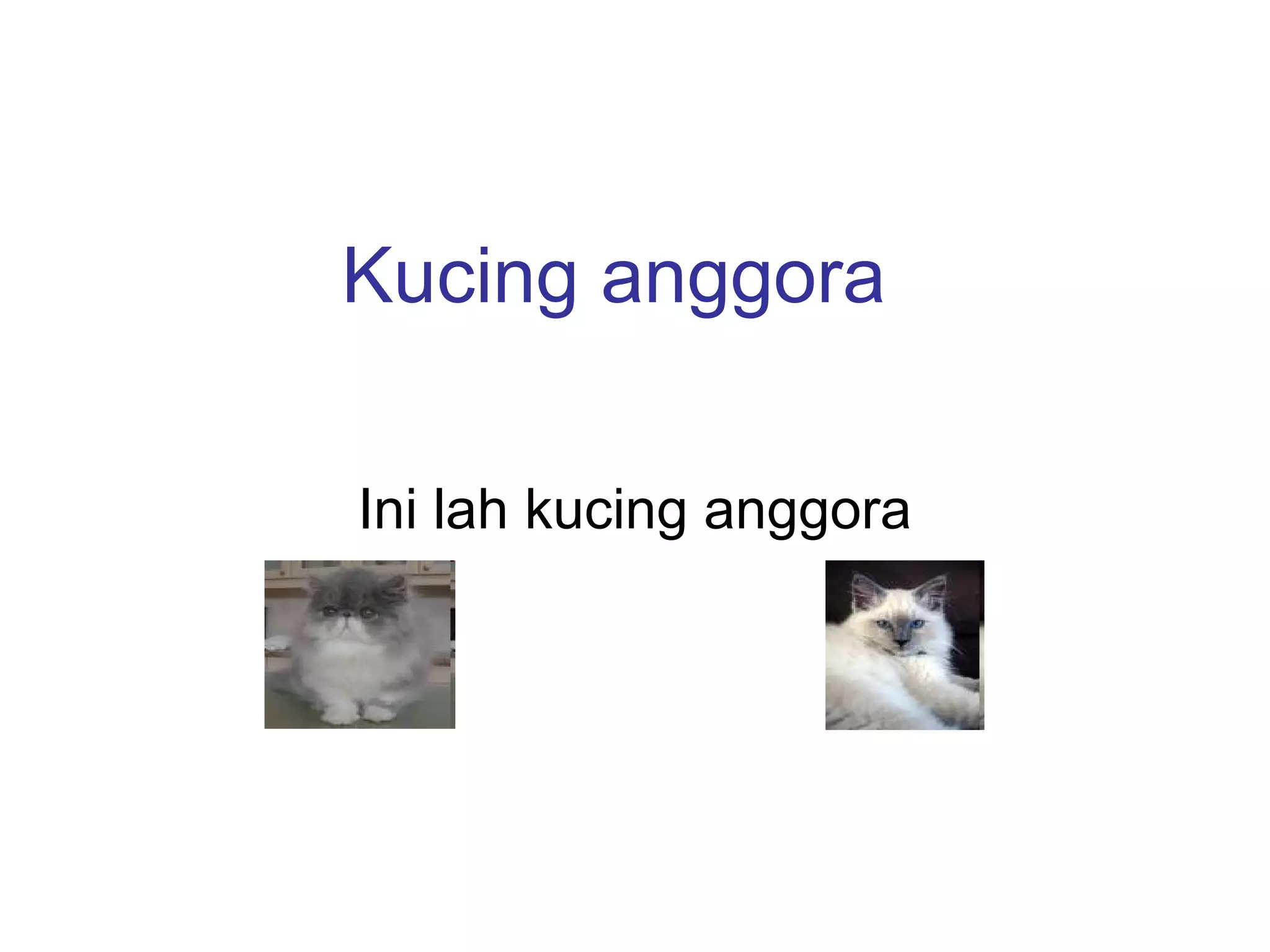 Kucing anggora | PPT