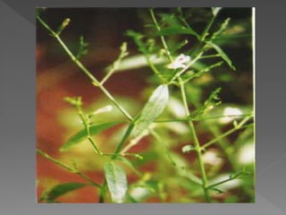 Kul. iv. simplisia tumbuhan | PPT