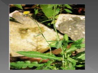 Kul. iv. simplisia tumbuhan | PPT