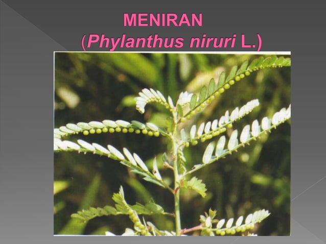 Kul. iv. simplisia tumbuhan | PPT