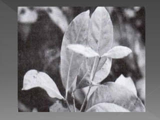 Kul. iv. simplisia tumbuhan | PPT