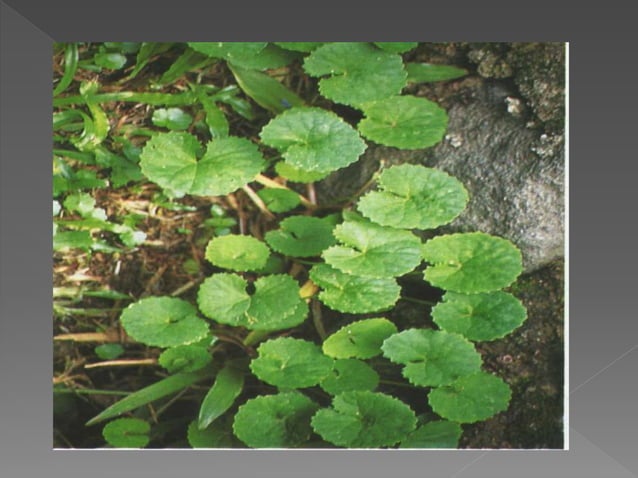 Kul. iv. simplisia tumbuhan | PPT