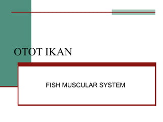 kul-OTOT IKAN fish moscular system pada ikan.ppt