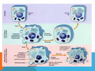 Kul 4. nekrosis dan kematian sel | PPT