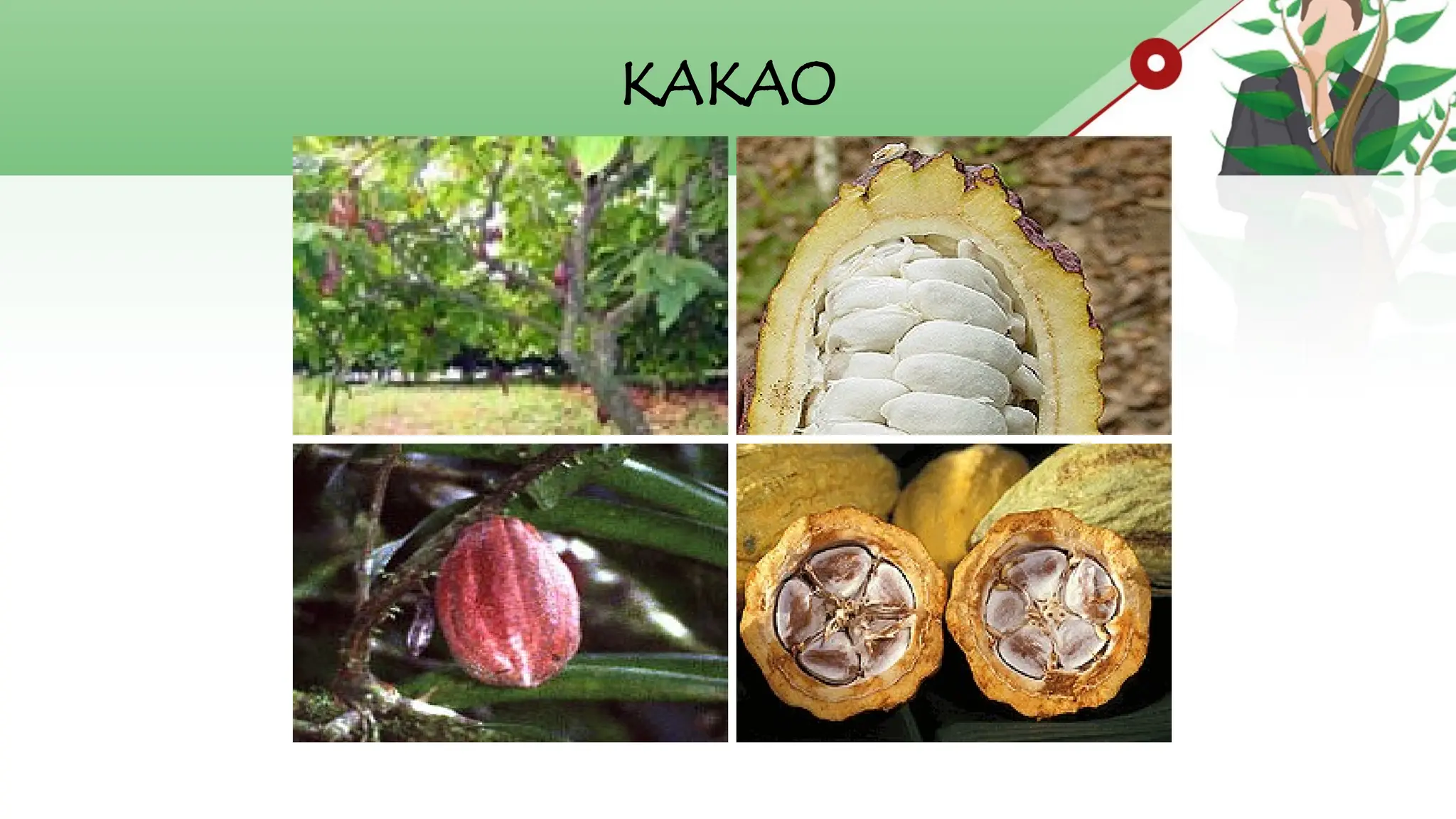 Kul 6. Rekayasa proses Kopi dan Kakao.ppt