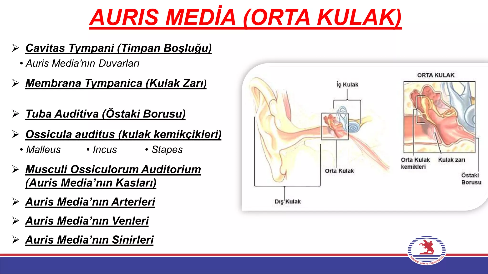 KULAK ANATOMİSİ ODY.pdf