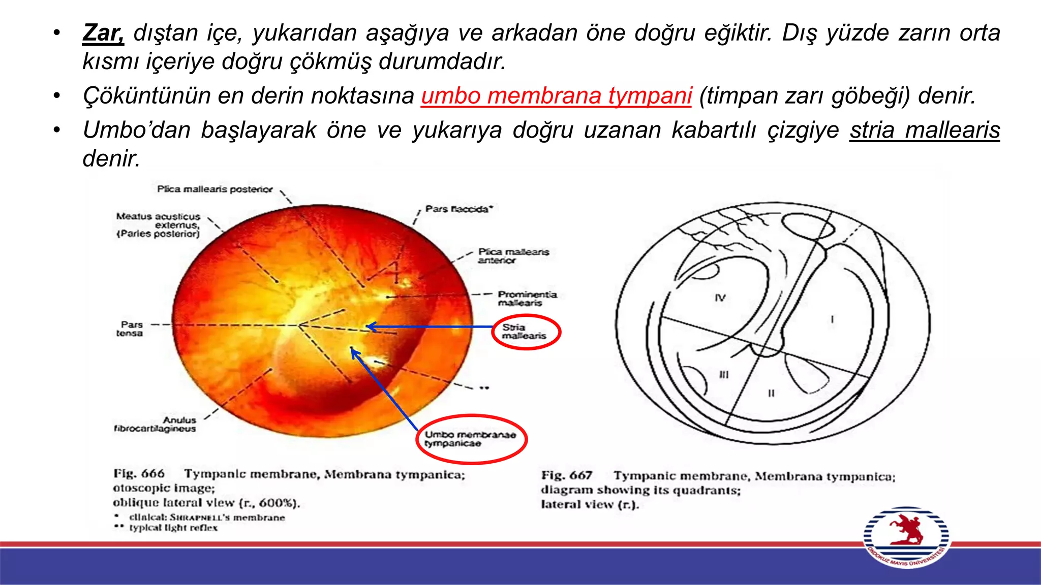 KULAK ANATOMİSİ ODY.pdf