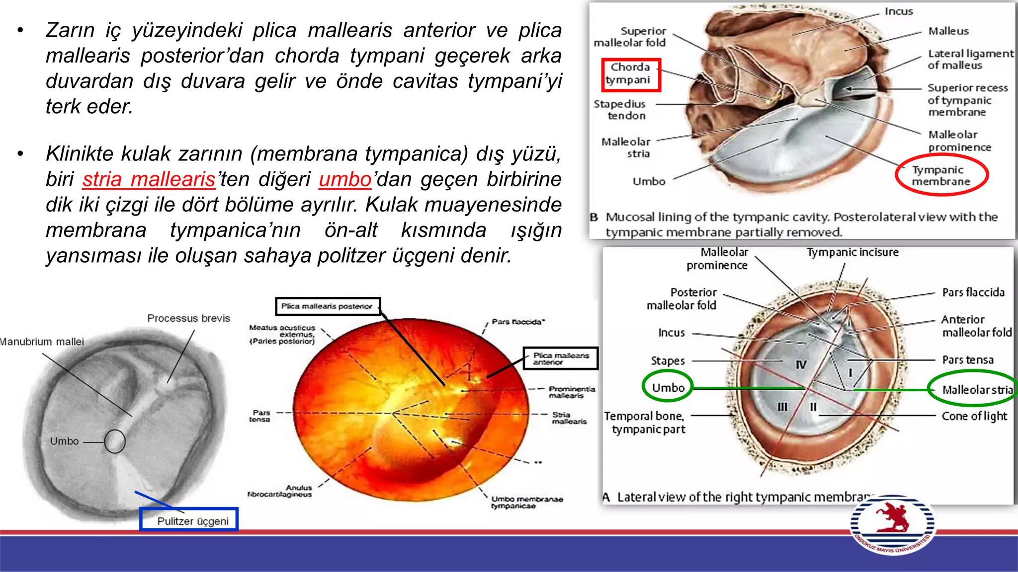 KULAK ANATOMİSİ ODY.pdf