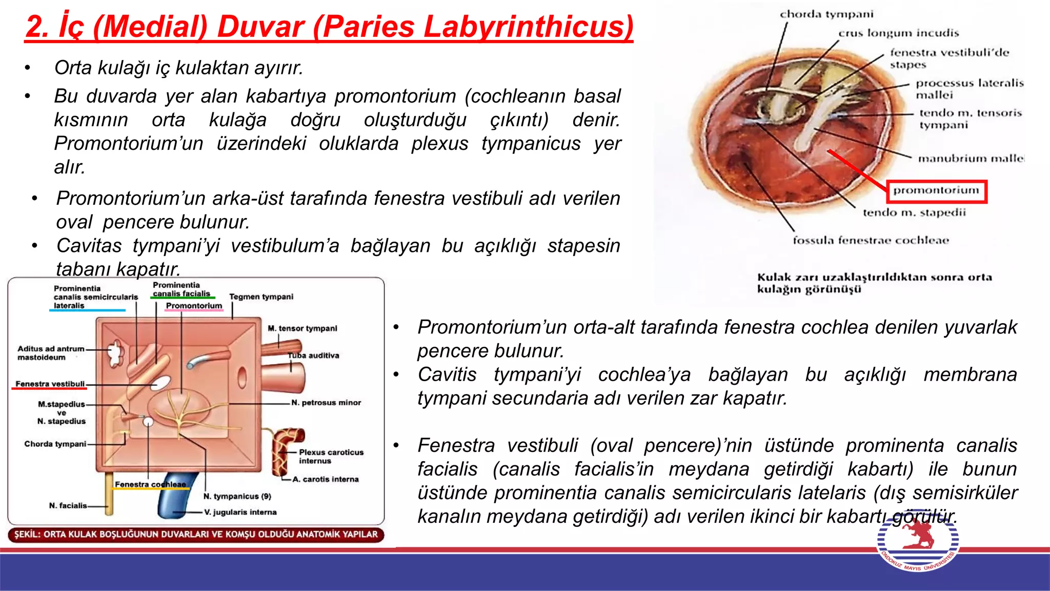 KULAK ANATOMİSİ ODY.pdf