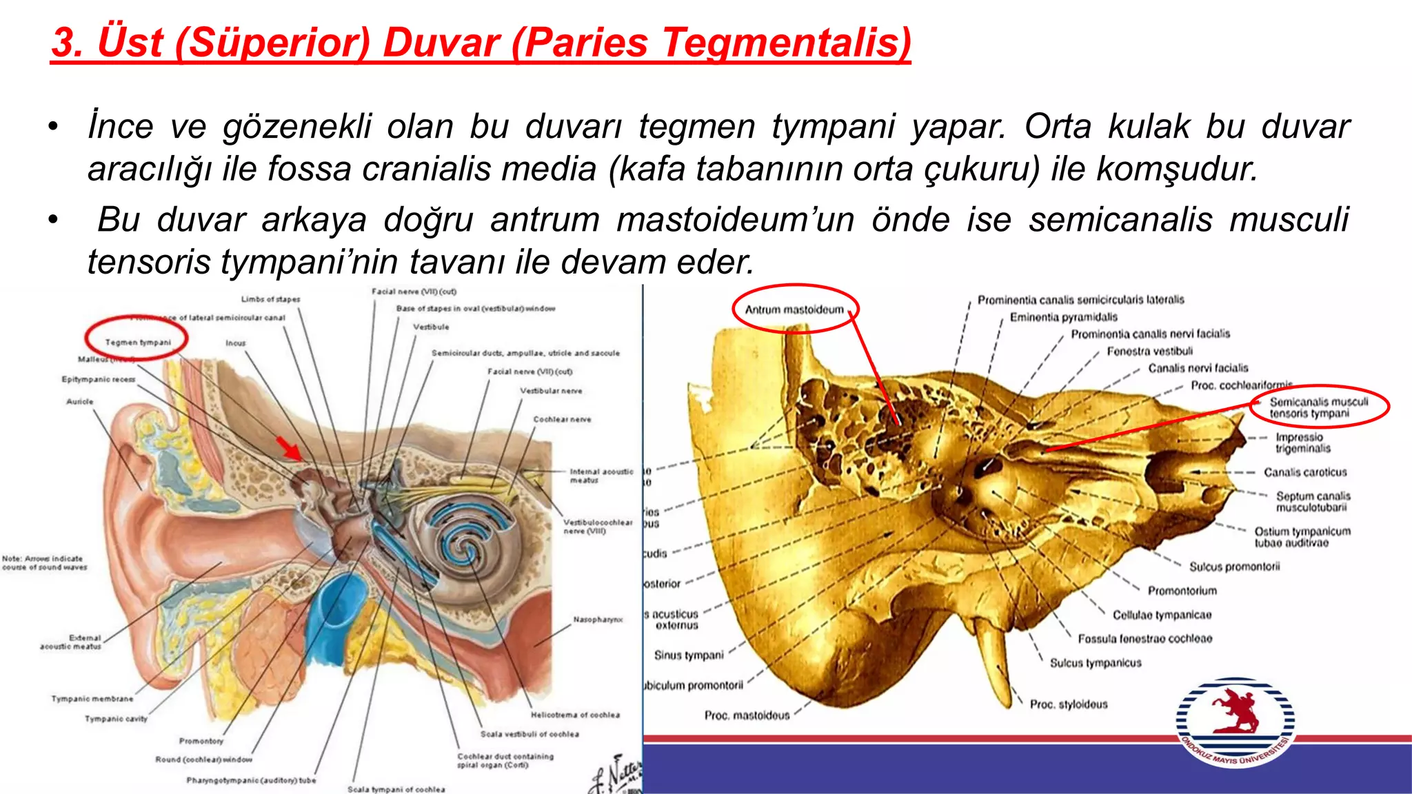 KULAK ANATOMİSİ ODY.pdf