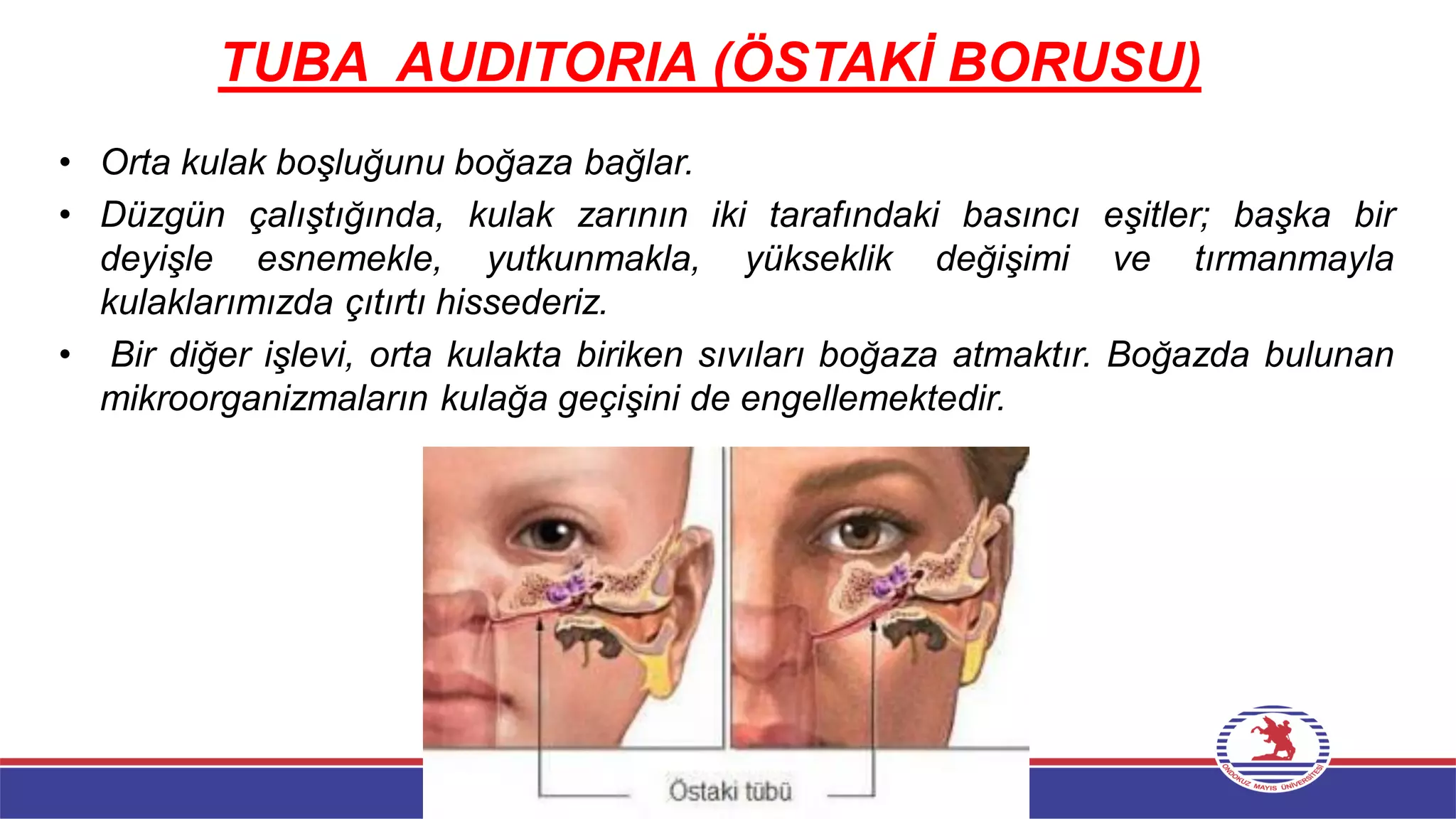 KULAK ANATOMİSİ ODY.pdf