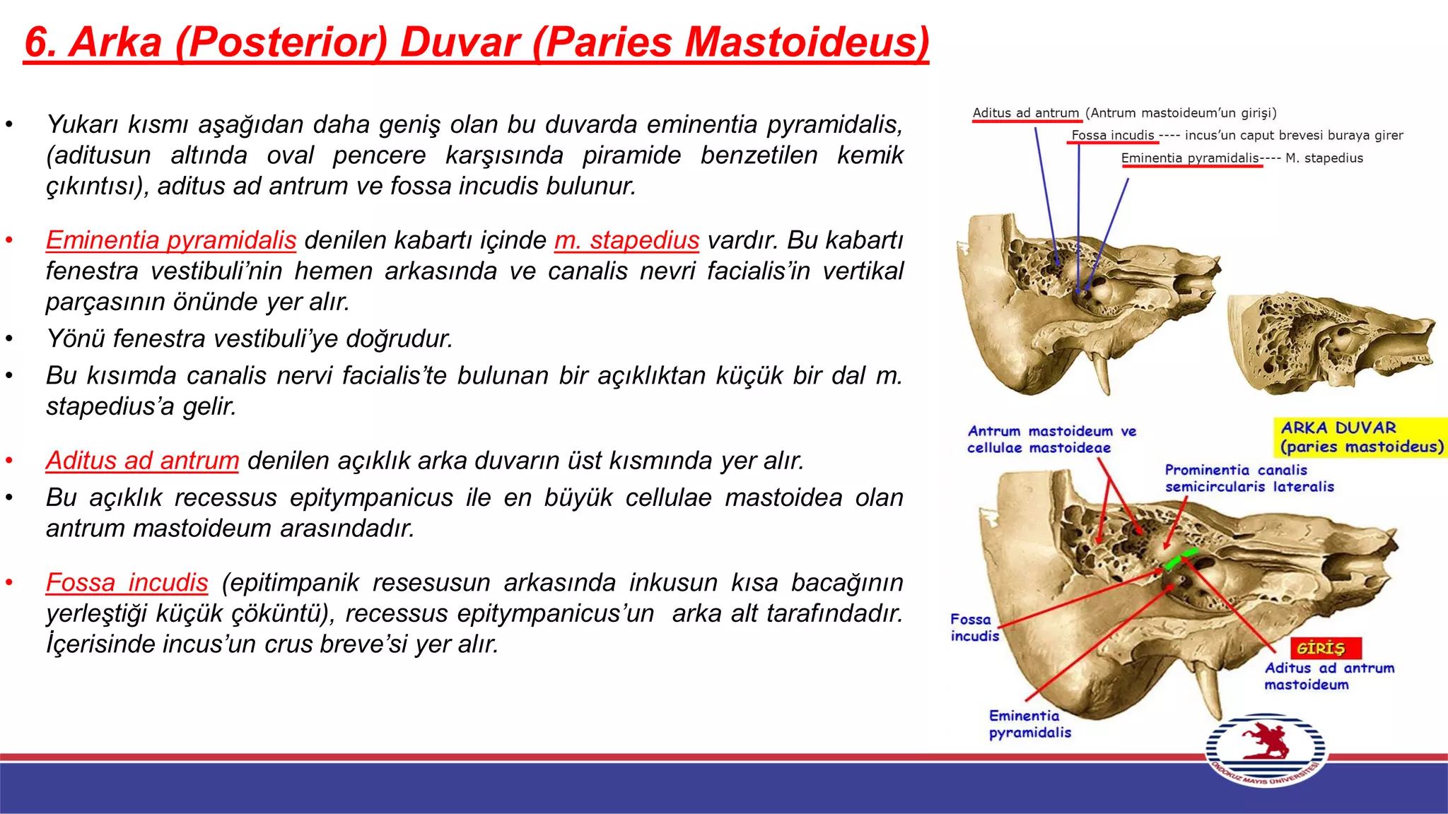 KULAK ANATOMİSİ ODY.pdf