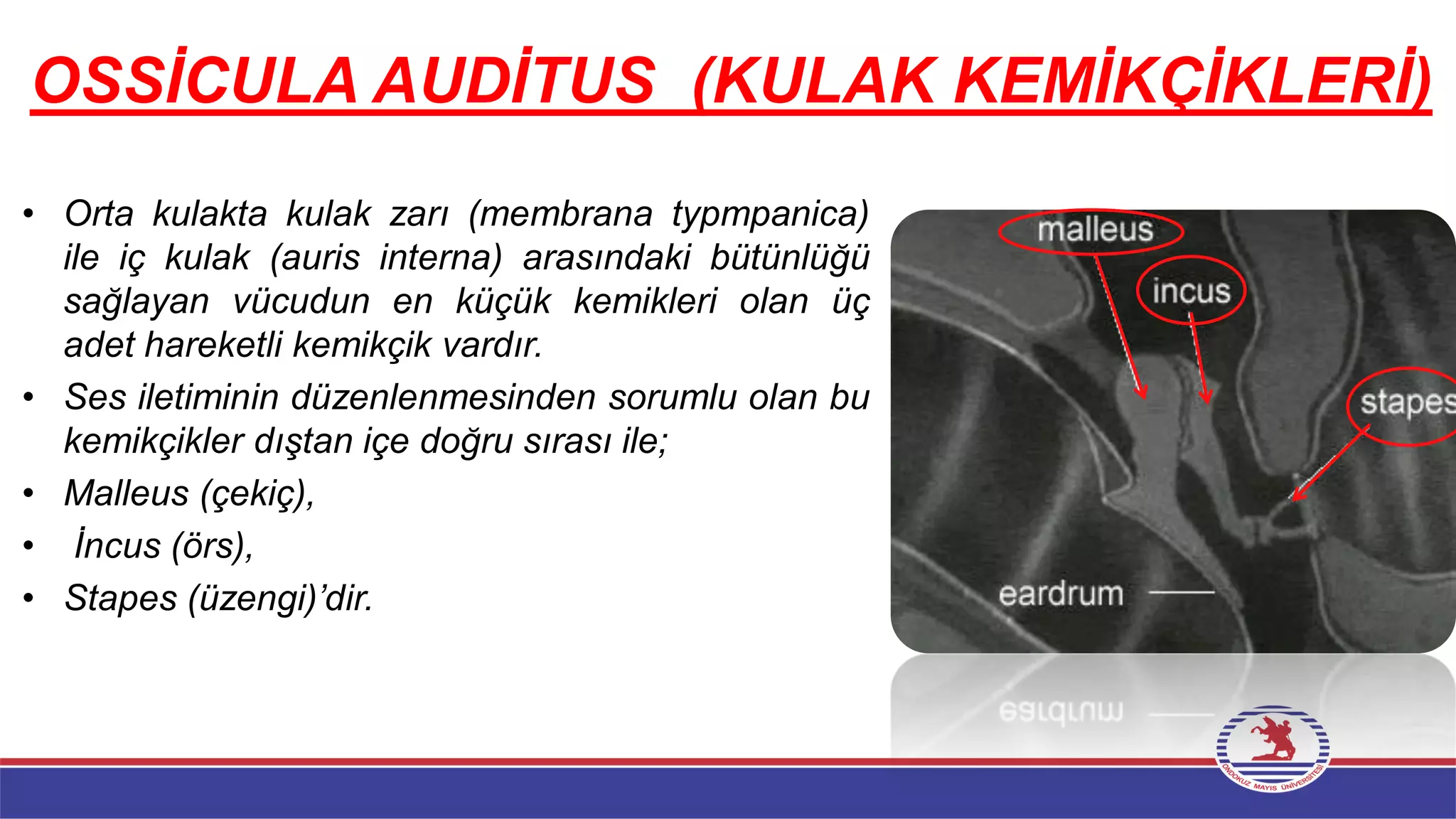 KULAK ANATOMİSİ ODY.pdf