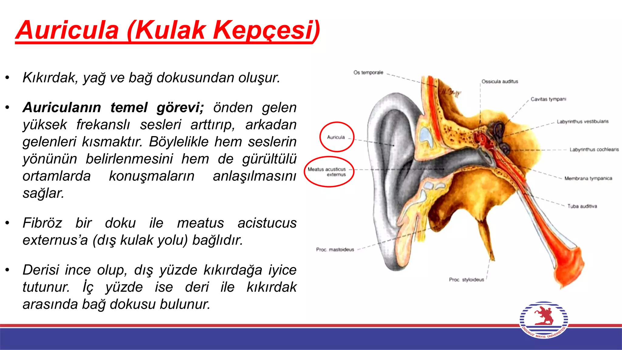 KULAK ANATOMİSİ ODY.pdf