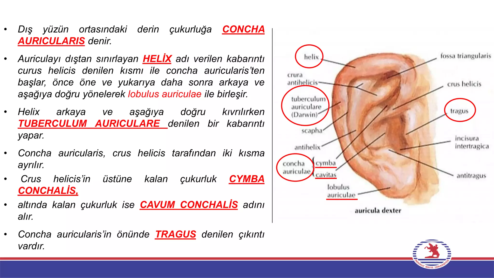 KULAK ANATOMİSİ ODY.pdf