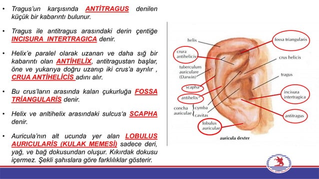 KULAK ANATOMİSİ ODY.pdf
