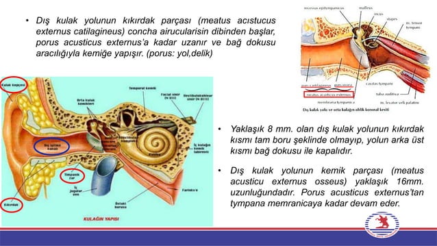 KULAK ANATOMİSİ ODY.pdf