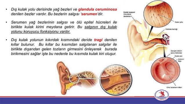 KULAK ANATOMİSİ ODY.pdf