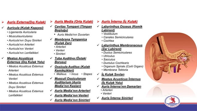 KULAK ANATOMİSİ ODY.pdf