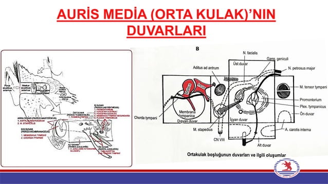 KULAK ANATOMİSİ ODY.pdf