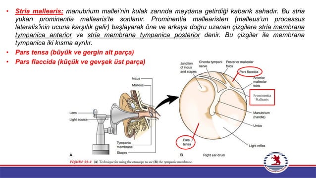 KULAK ANATOMİSİ ODY.pdf