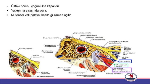 KULAK ANATOMİSİ ODY.pdf
