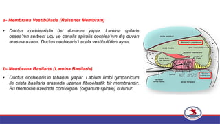 KULAK ANATOMİSİ ODY.pdf