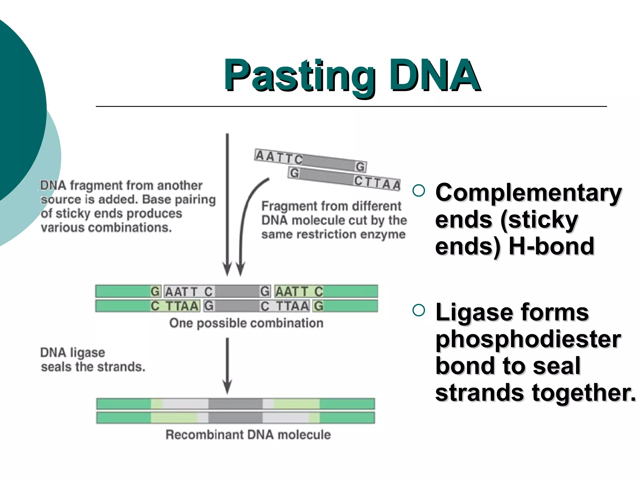 blue white selection | PPT