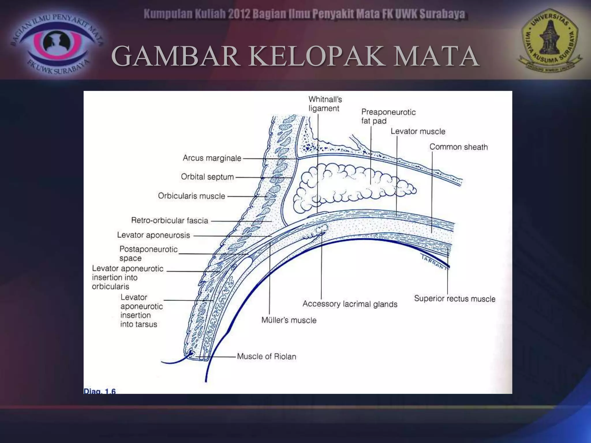 kuliah-1-anatomi-mata-orbita.ppt