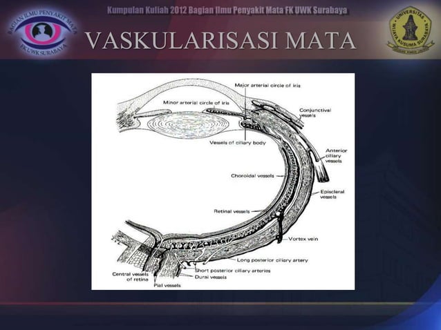 kuliah-1-anatomi-mata-orbita.ppt