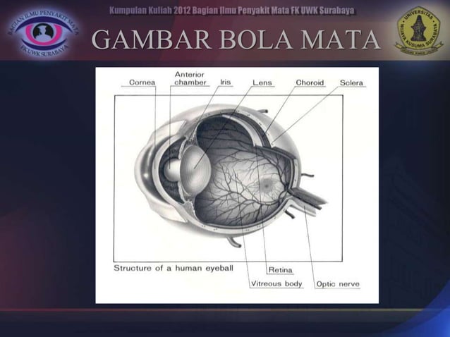 kuliah-1-anatomi-mata-orbita.ppt