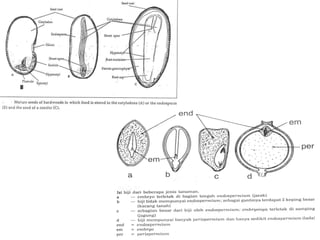 kuliah-14-fisiologi-biji-dan-anakan-rev-hand.ppt