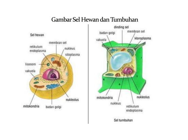 Kuliah-3-struktur-sel.ppt struktur dan fungsi tertentu. Tempat ...