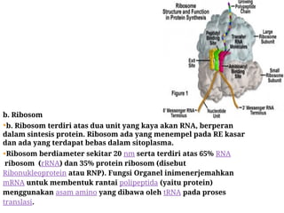 struktur sel mata kuliah fisiologi dan anatomi ternak | PPT