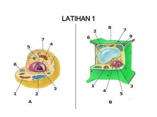 struktur sel mata kuliah fisiologi dan anatomi ternak | PPT