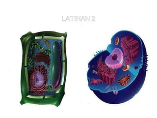 struktur sel mata kuliah fisiologi dan anatomi ternak | PPT