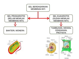 struktur sel mata kuliah fisiologi dan anatomi ternak | PPT