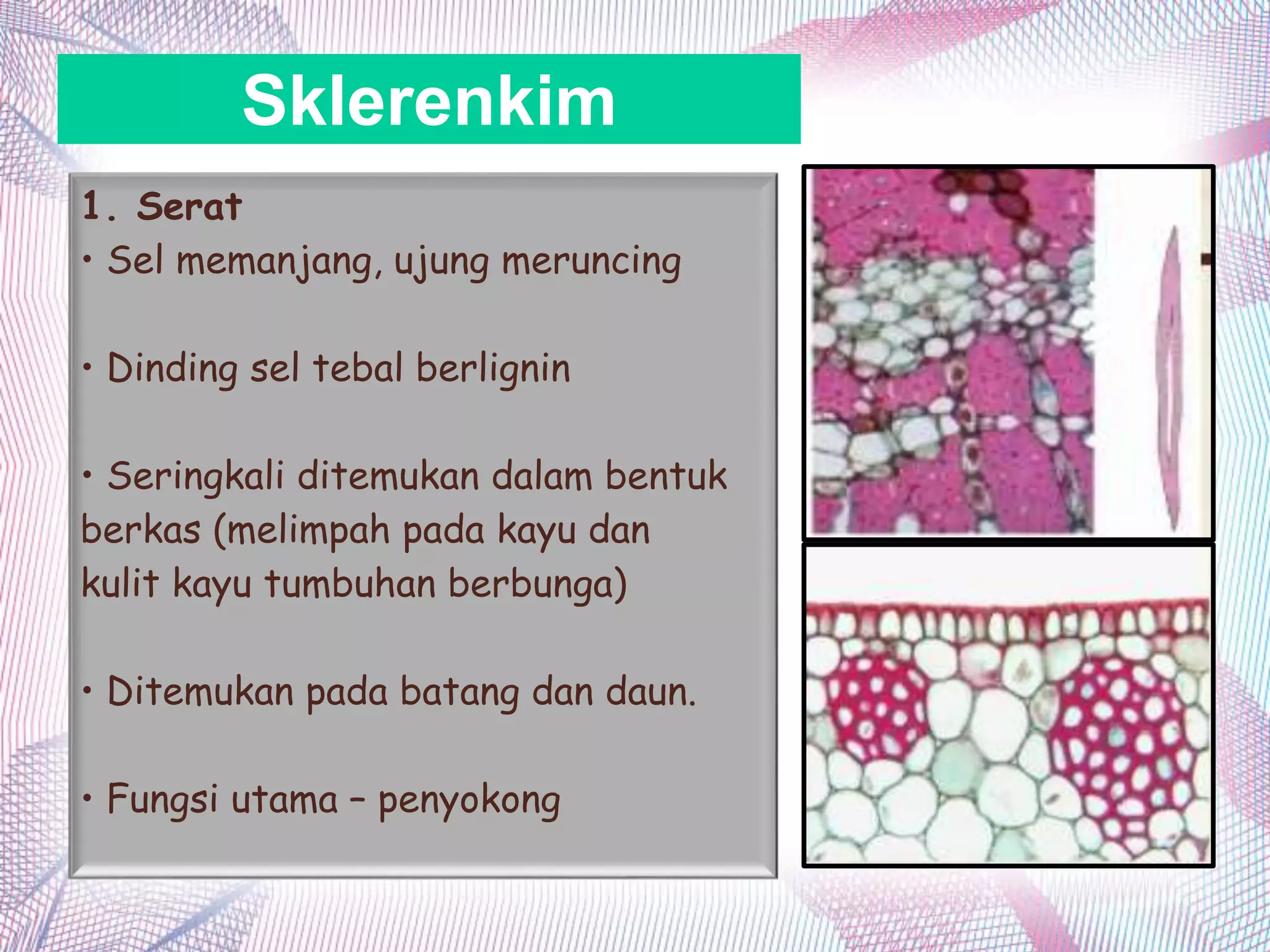 jaringan dan sistem jaringan tanaman | PPTX