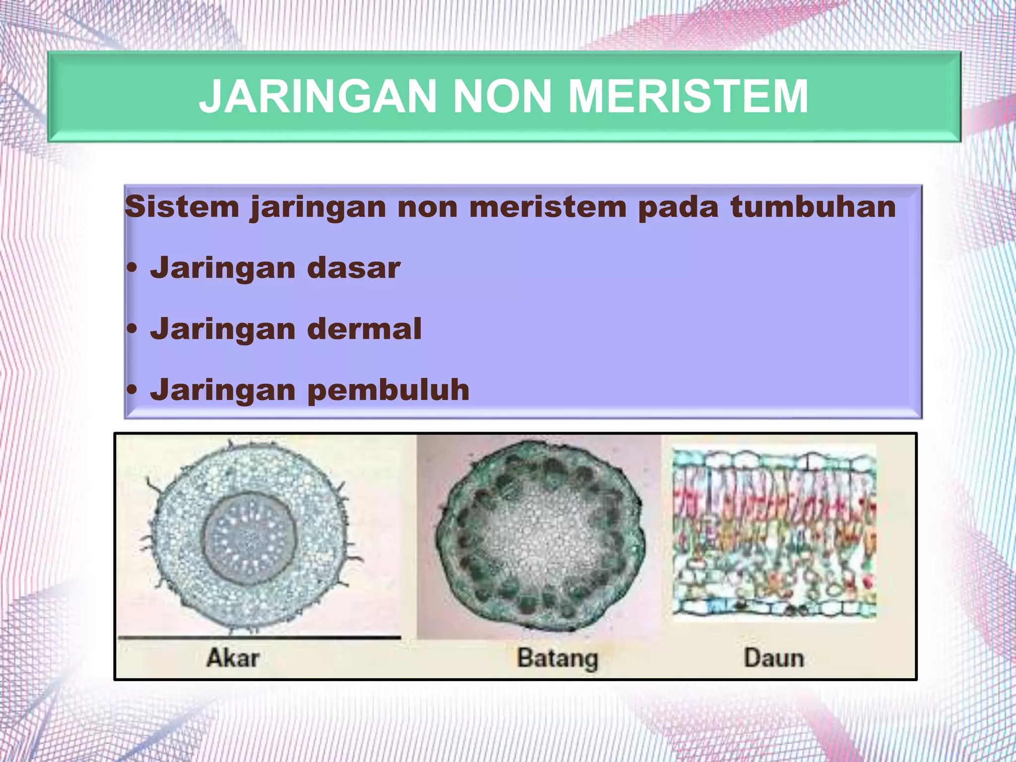 jaringan dan sistem jaringan tanaman | PPTX