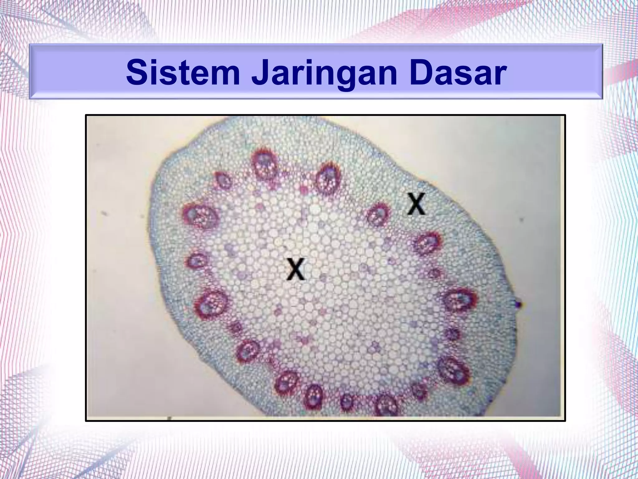 jaringan dan sistem jaringan tanaman | PPTX