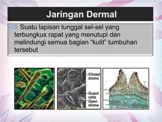jaringan dan sistem jaringan tanaman | PPT