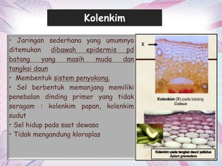 jaringan dan sistem jaringan tanaman | PPT