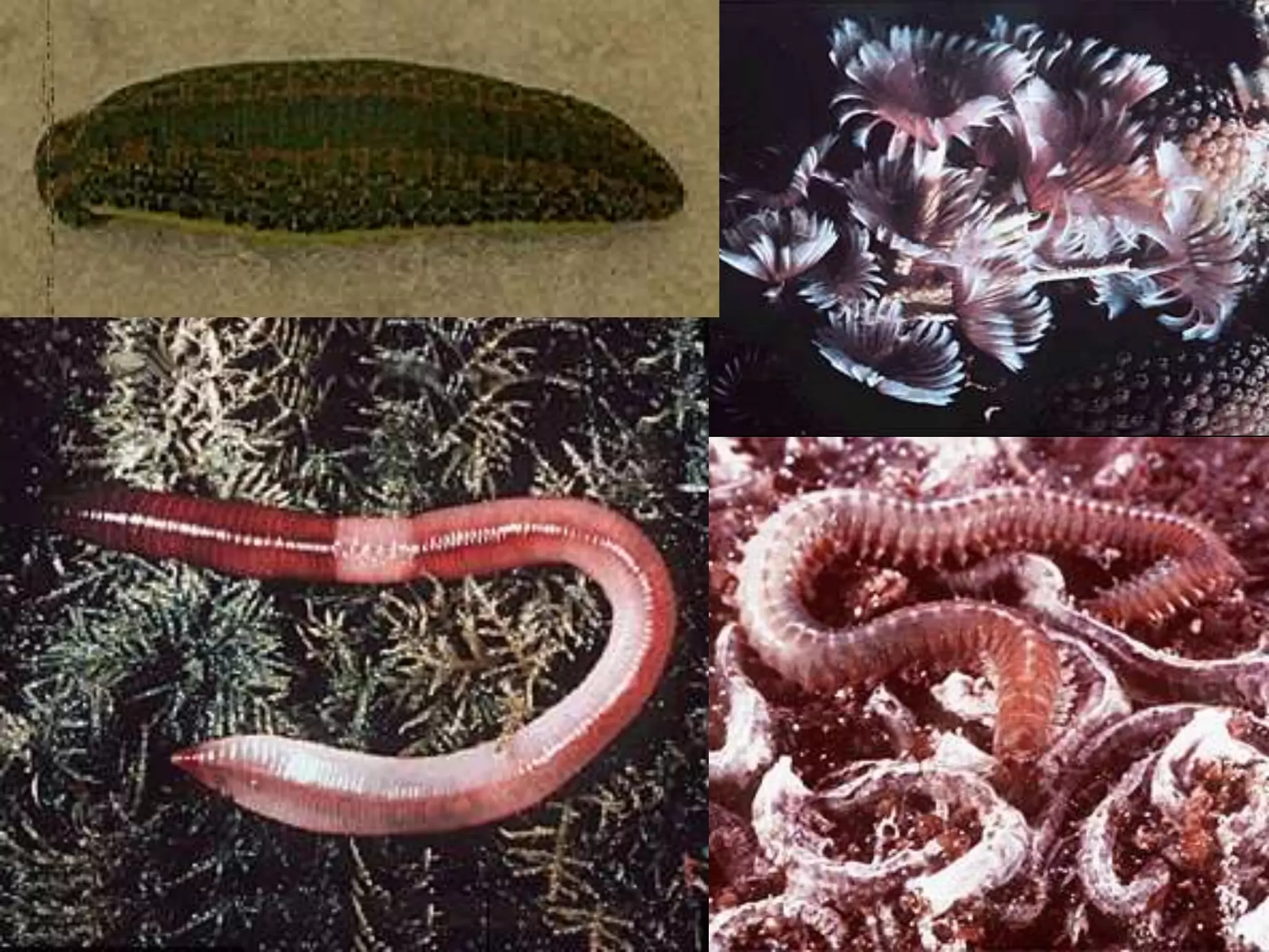 kuliah-7-Klasifikasi-hewan.ppt