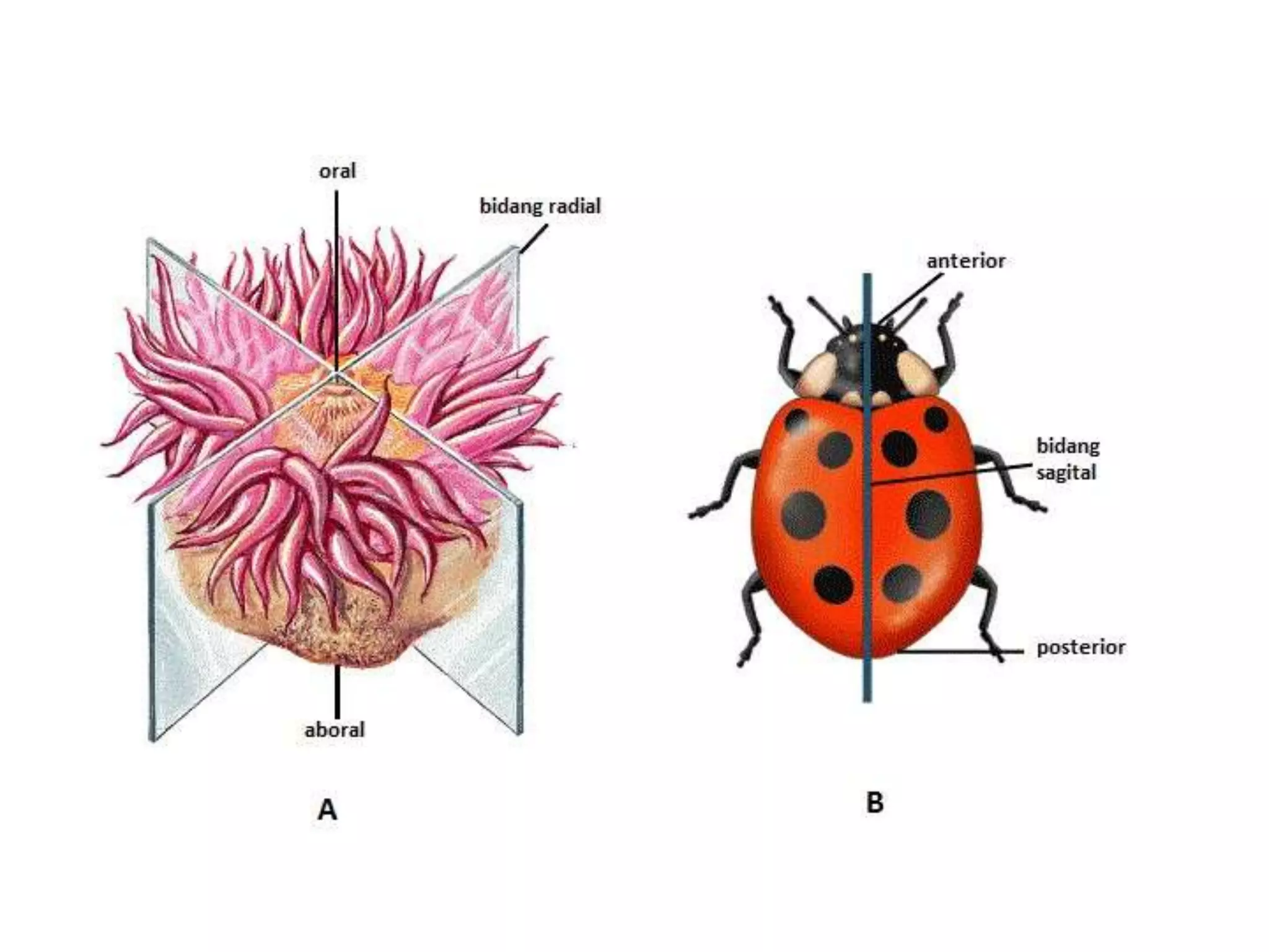 kuliah-7-Klasifikasi-hewan.ppt