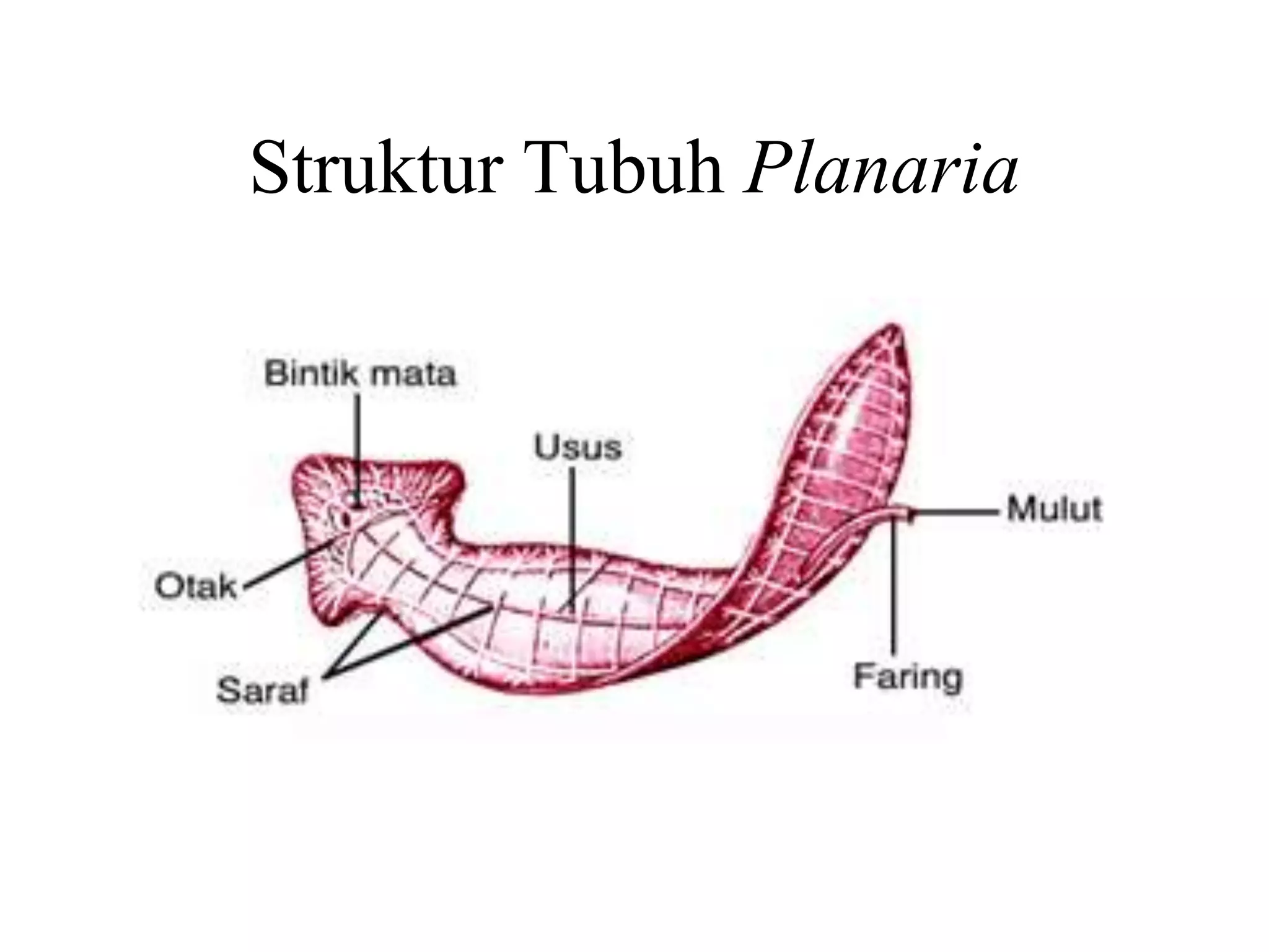 kuliah-7-Klasifikasi-hewan.ppt