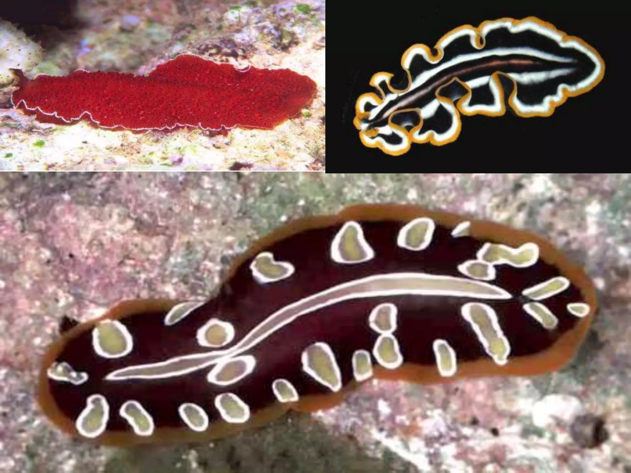 kuliah-7-Klasifikasi-hewan.ppt