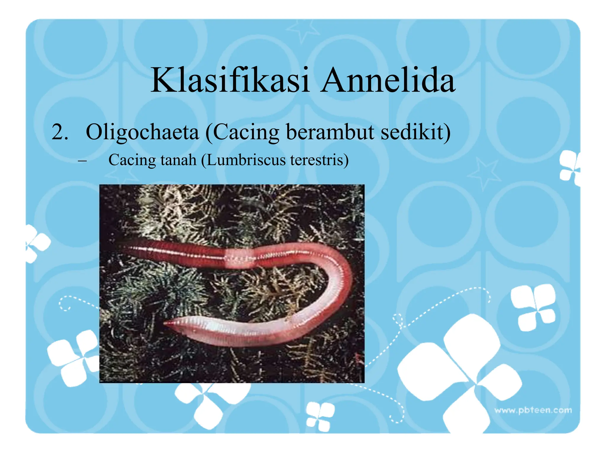 klasifikasi hewan smp kelas 7 semester genap tahun 2024 | PPT