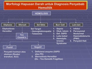 Workup of Anemia in the Adult Population | PPT