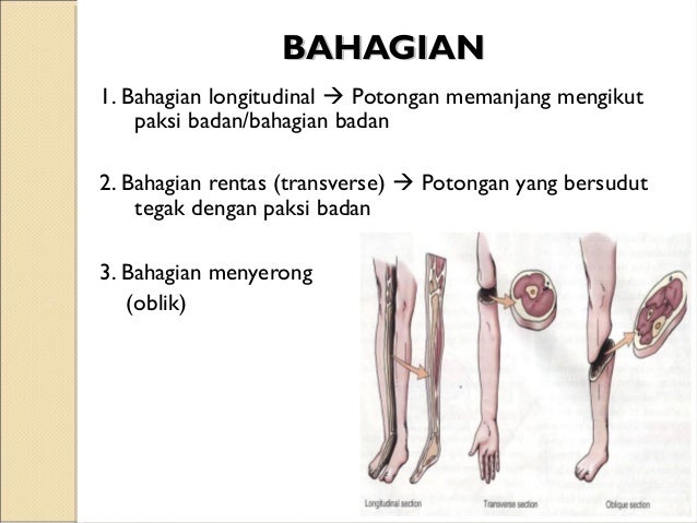 Kuliah 01 pengenalan anatomi & fisiologi